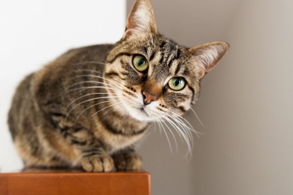 Petolo, Agila oder Uelzener: Katzenversicherungsvergleich!